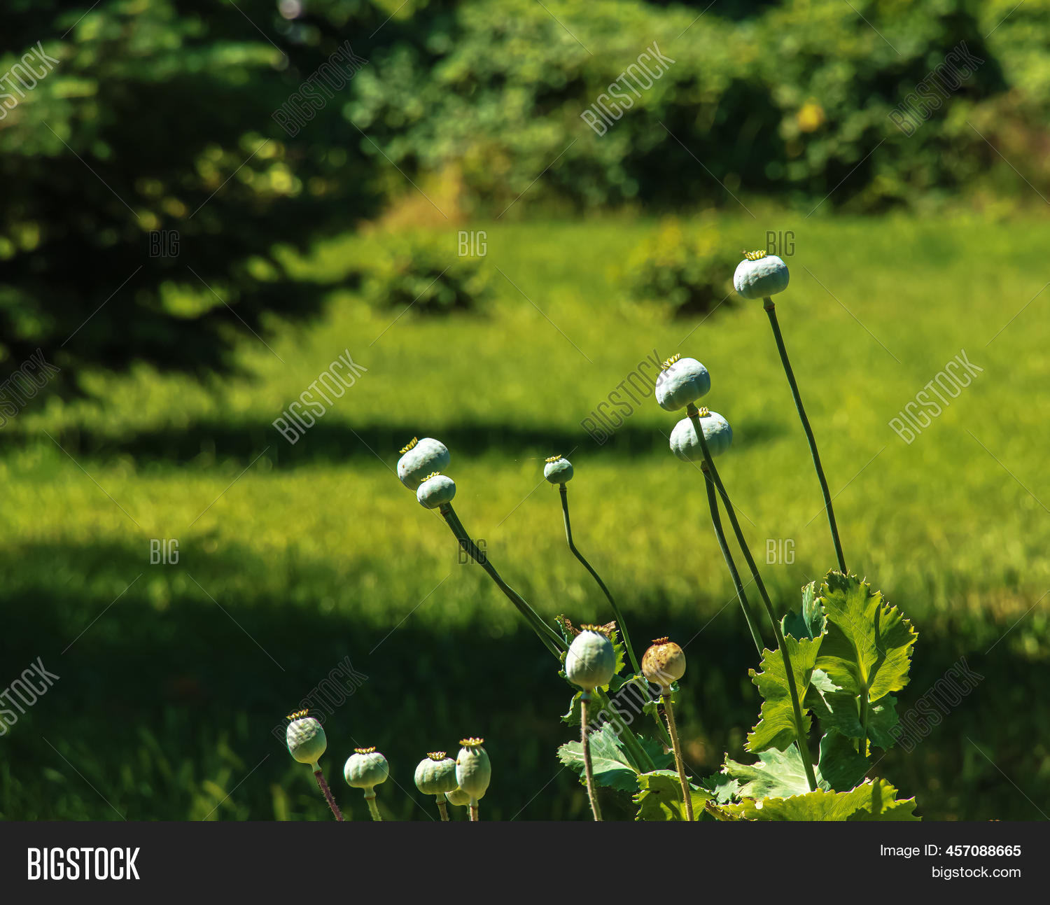Achene Seeds Maturing Image & Photo (Free Trial) | Bigstock