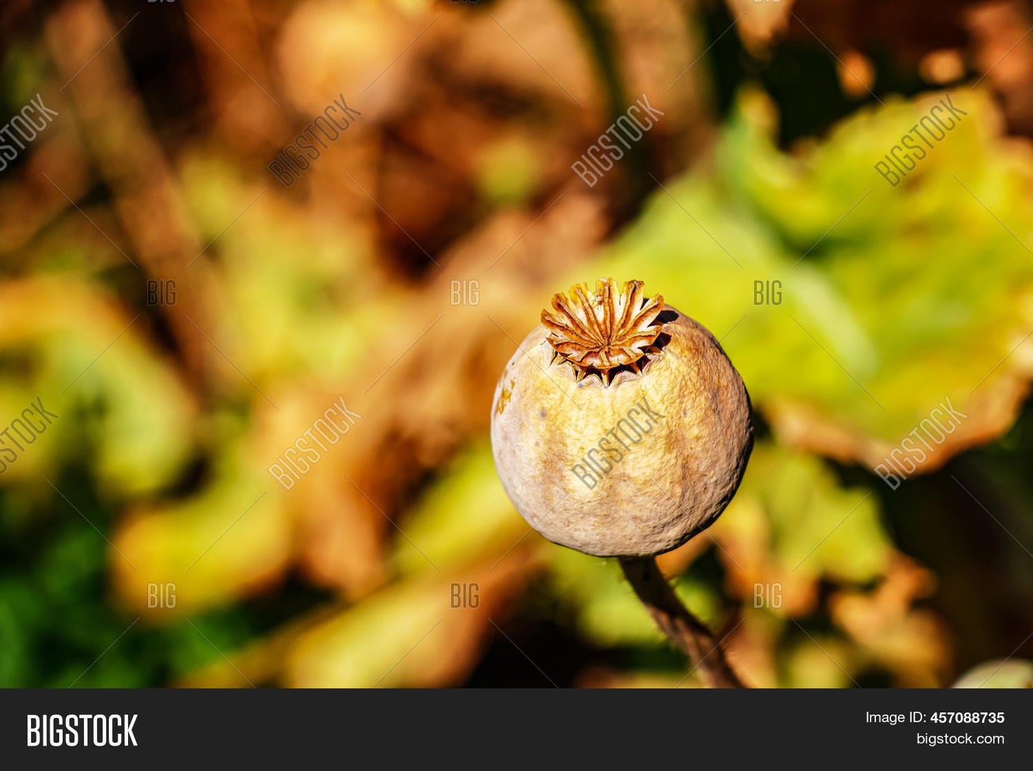 Achene Seeds Maturing Image & Photo (Free Trial) | Bigstock
