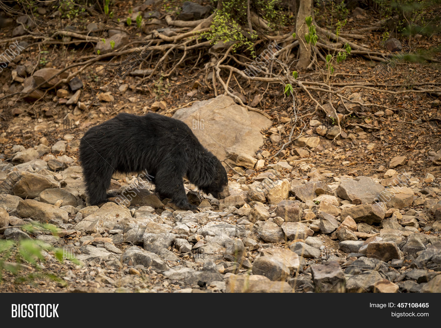 Sloth Bear Melursus Image & Photo (Free Trial) | Bigstock