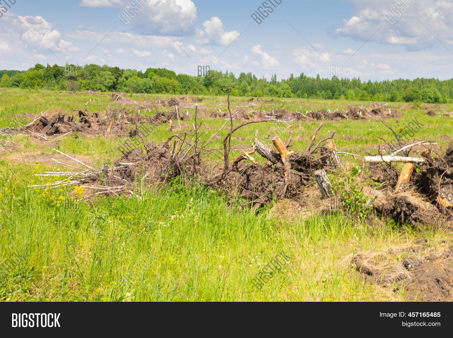 Uprooted Tree Roots Image & Photo (Free Trial) | Bigstock