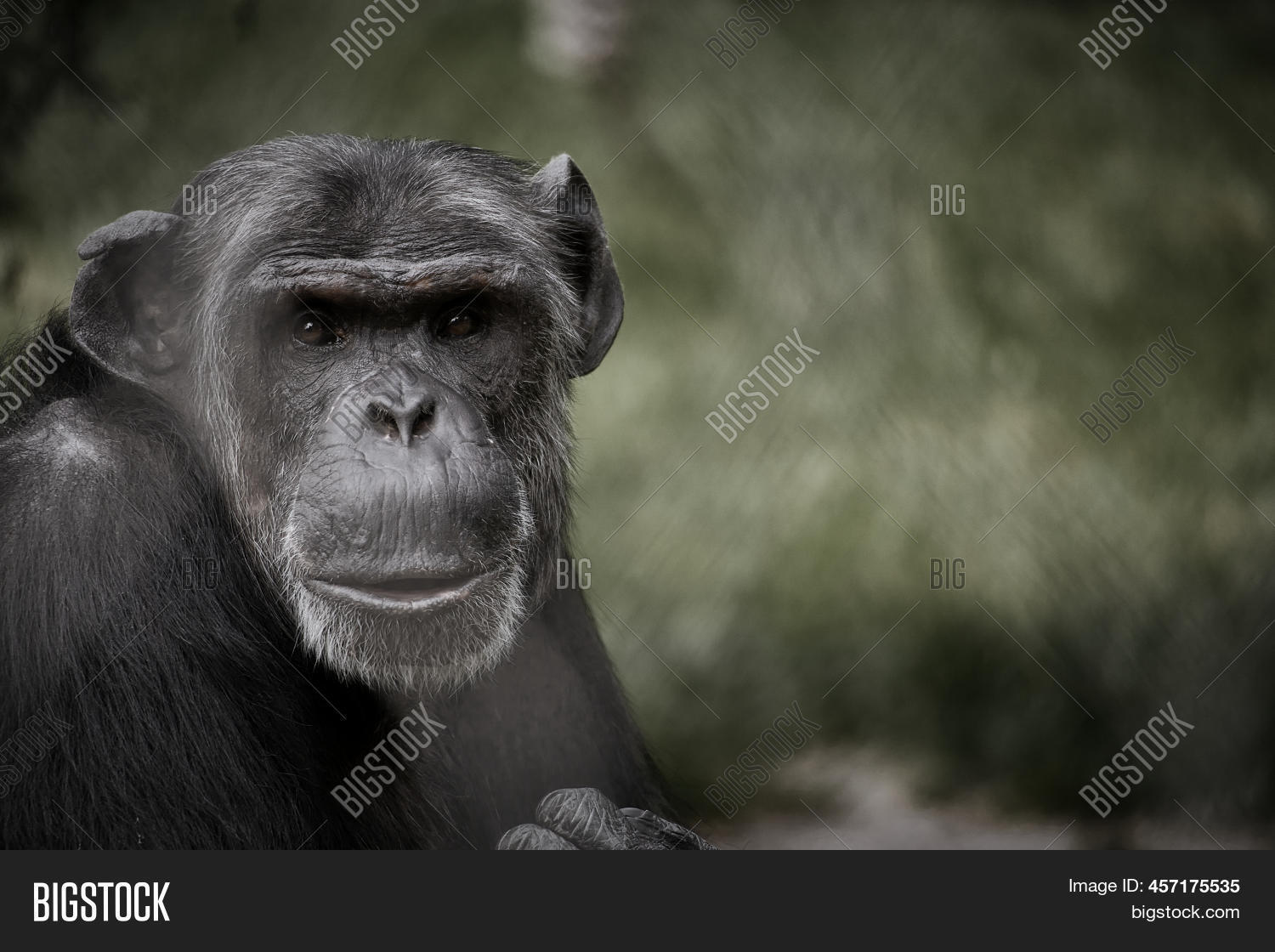 Chimpanzee Sitting Image & Photo (Free Trial) | Bigstock