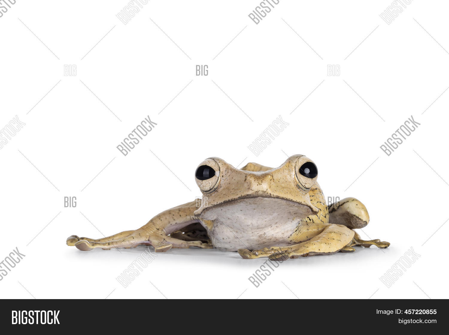 Close Borneo Eared Image & Photo (Free Trial) | Bigstock