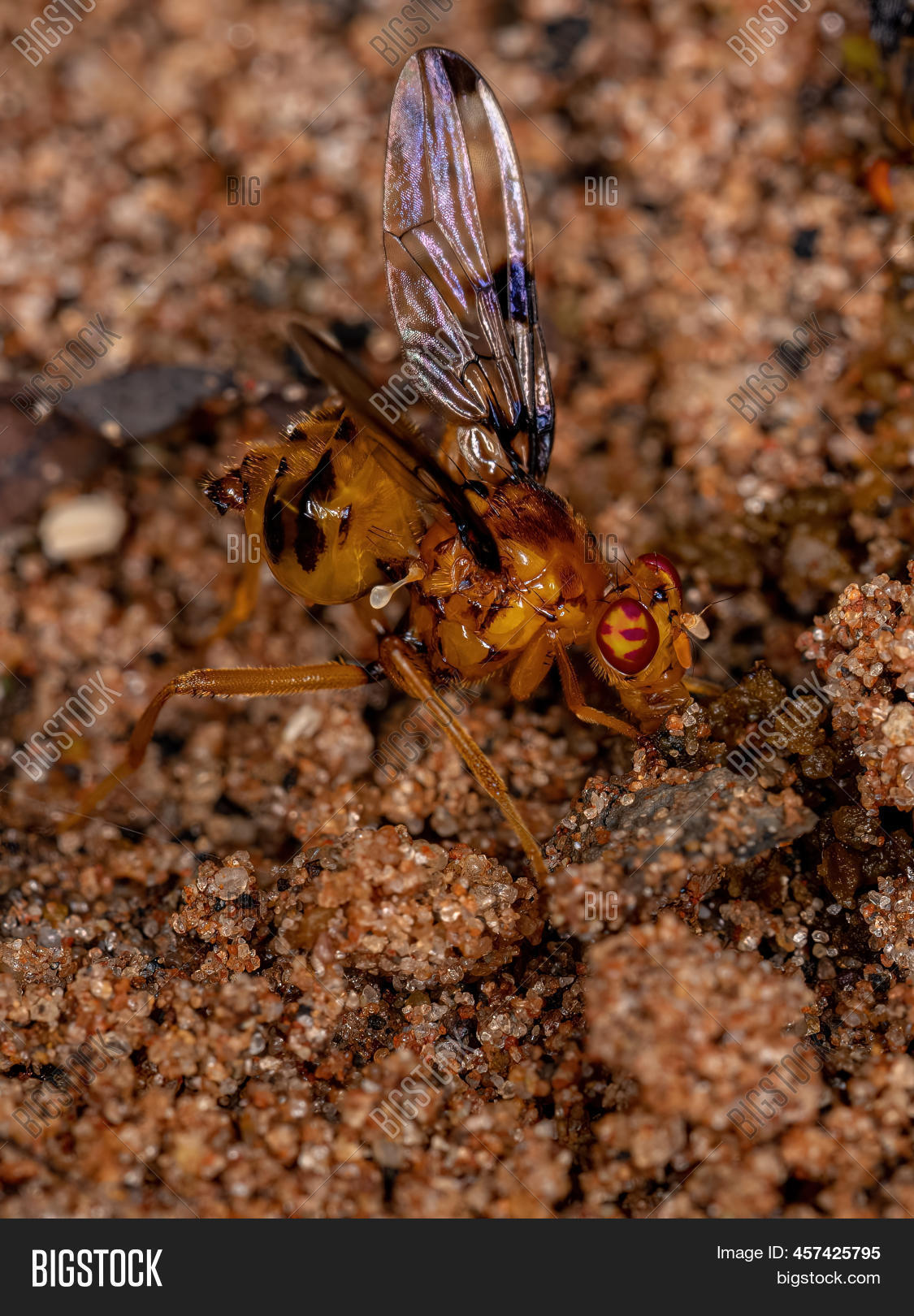 Adult Signal Fly Genus Image & Photo (Free Trial) | Bigstock