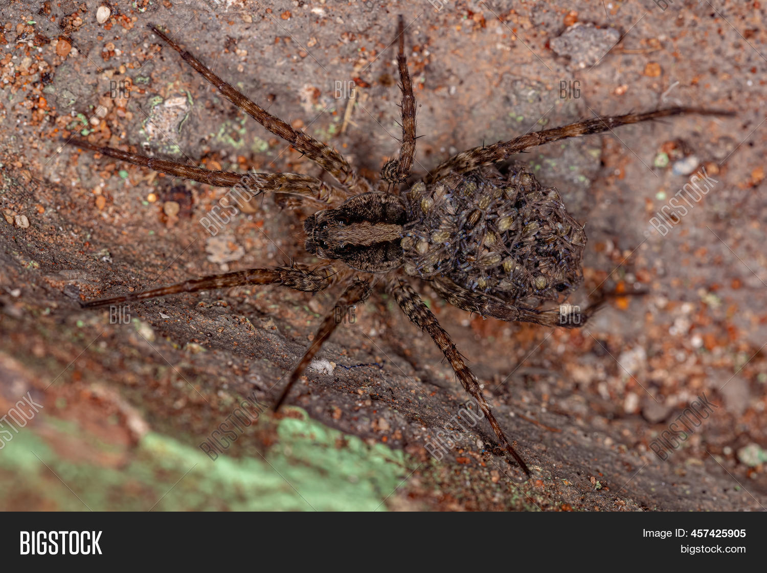 Adult Female Wolf Image & Photo (Free Trial) | Bigstock