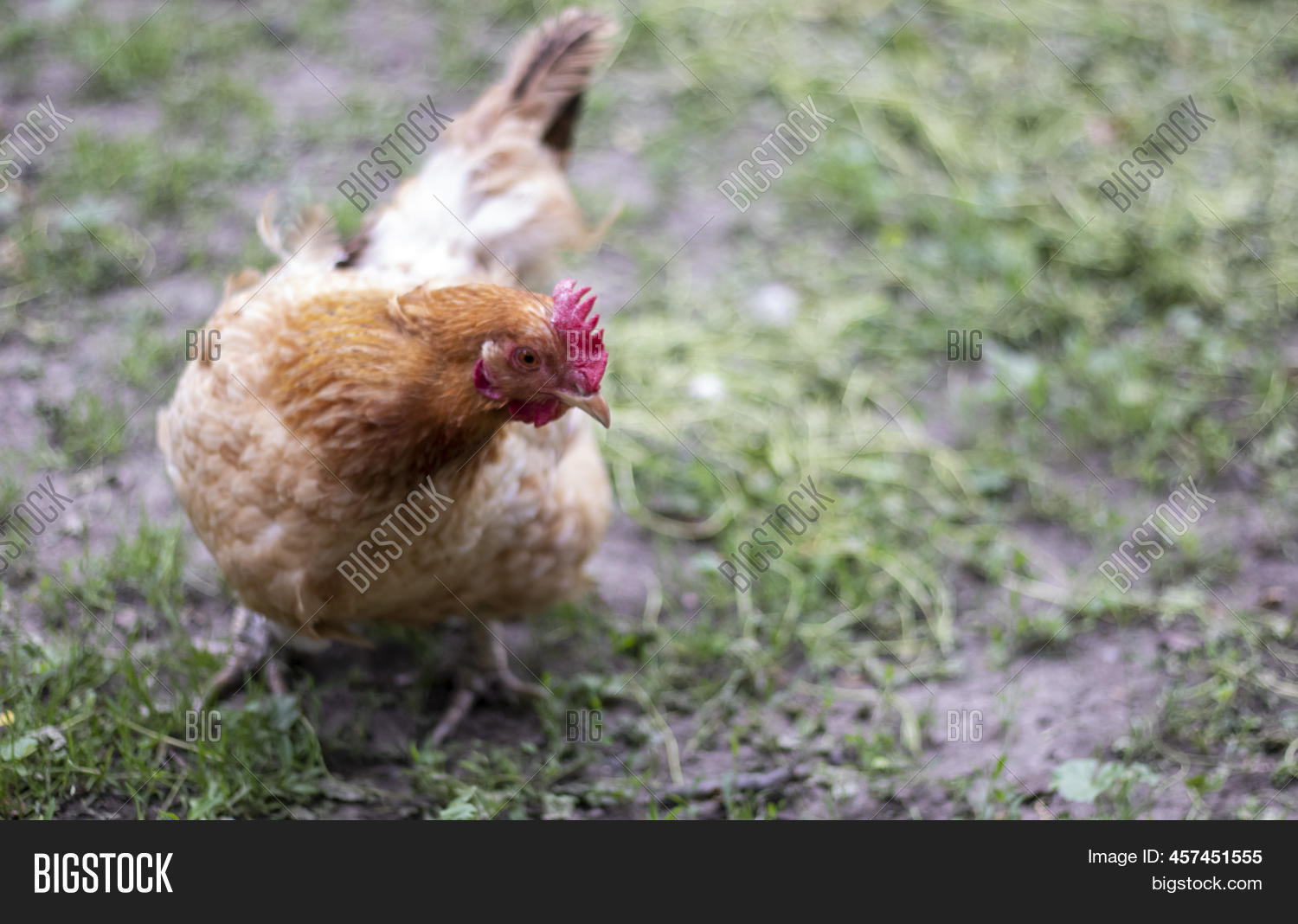 One Little Red Chicken Image & Photo (Free Trial) | Bigstock