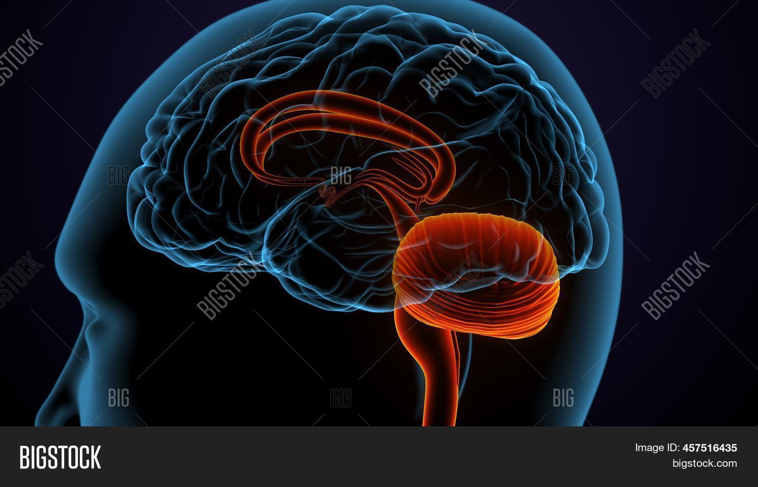 3d Illustration Male Image & Photo (Free Trial) | Bigstock