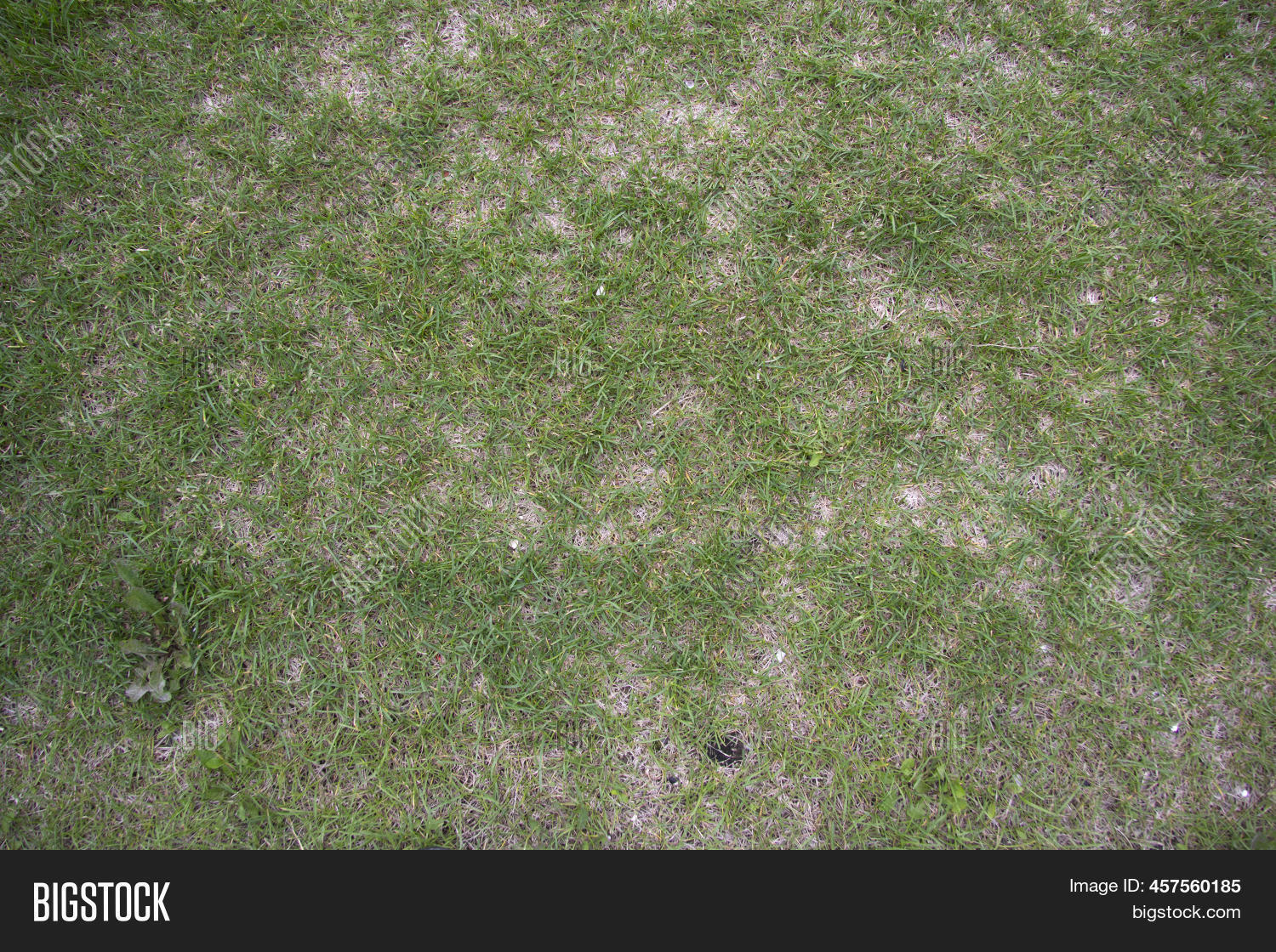 Lawn Grass Texture Image & Photo (Free Trial) | Bigstock