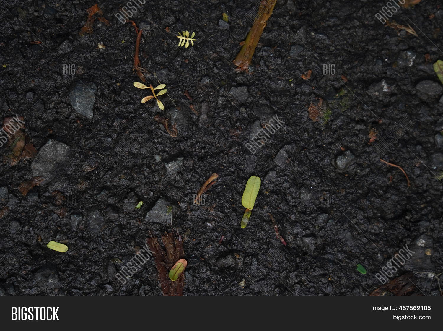 Rainy Road Texture Image & Photo (Free Trial) | Bigstock