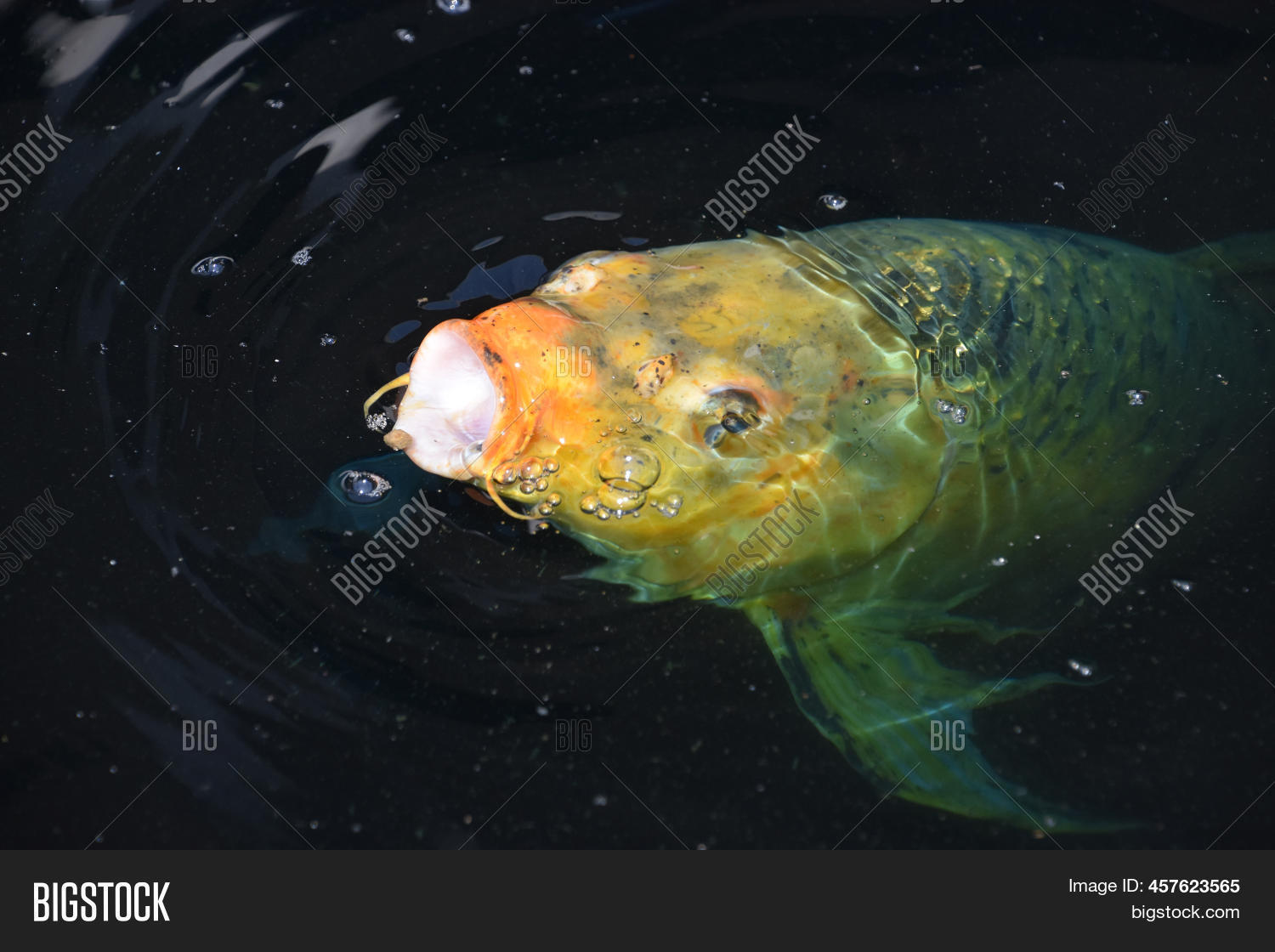 Large Orange Koi Fish Image & Photo (Free Trial) | Bigstock