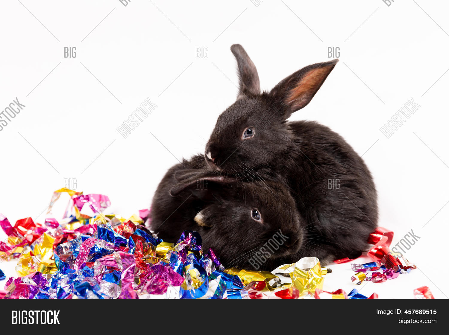 Two Black Rabbits Sit Image & Photo (Free Trial) | Bigstock