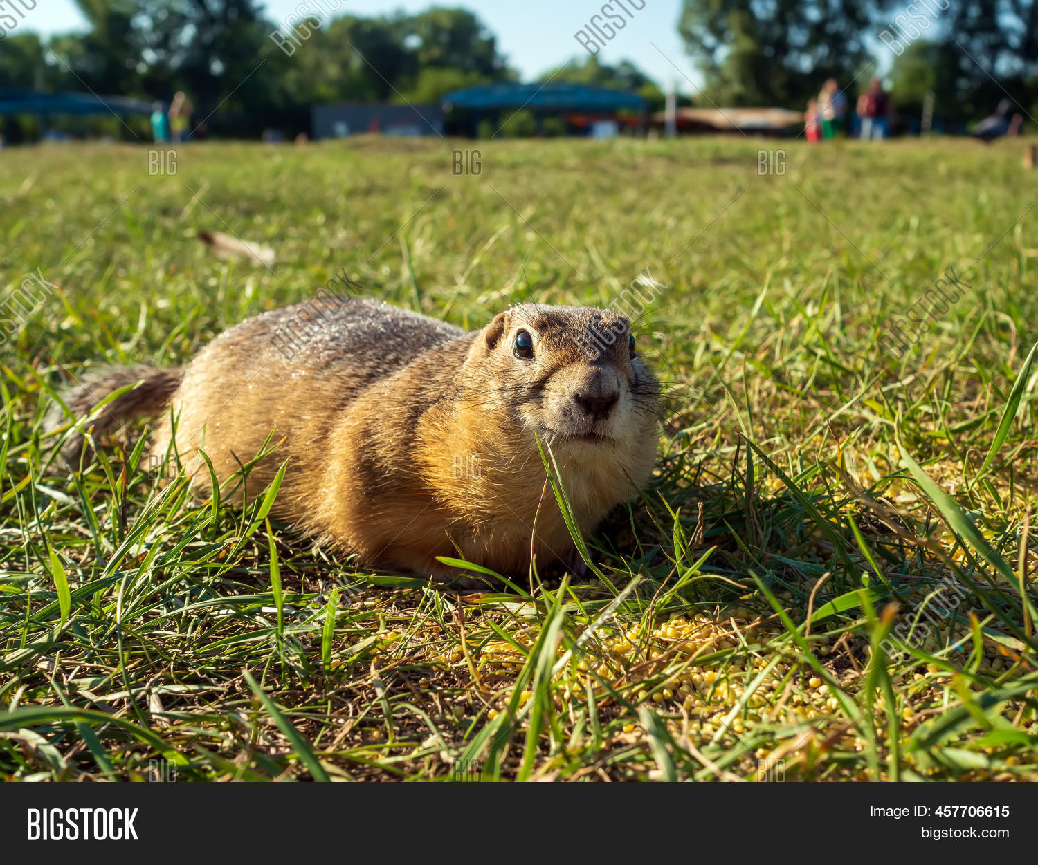 Gopher On Meadow Image & Photo (Free Trial) | Bigstock