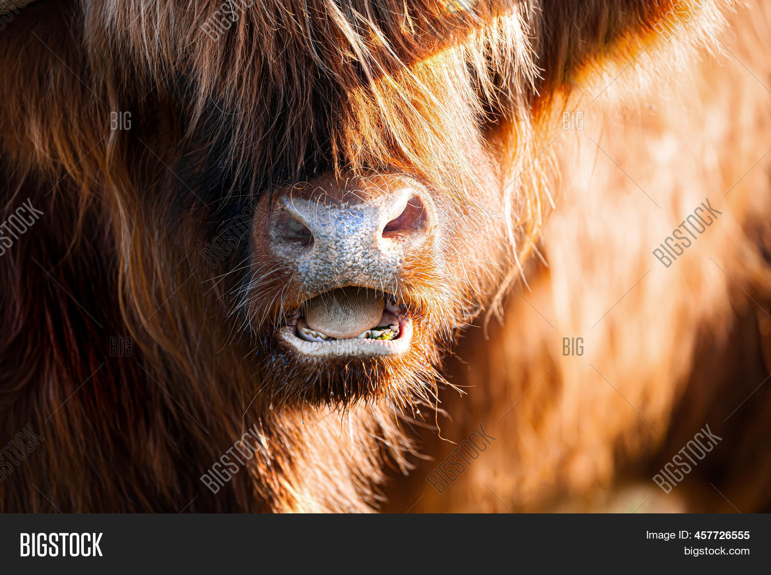 Highland Cow Bull Face Image & Photo (Free Trial) | Bigstock