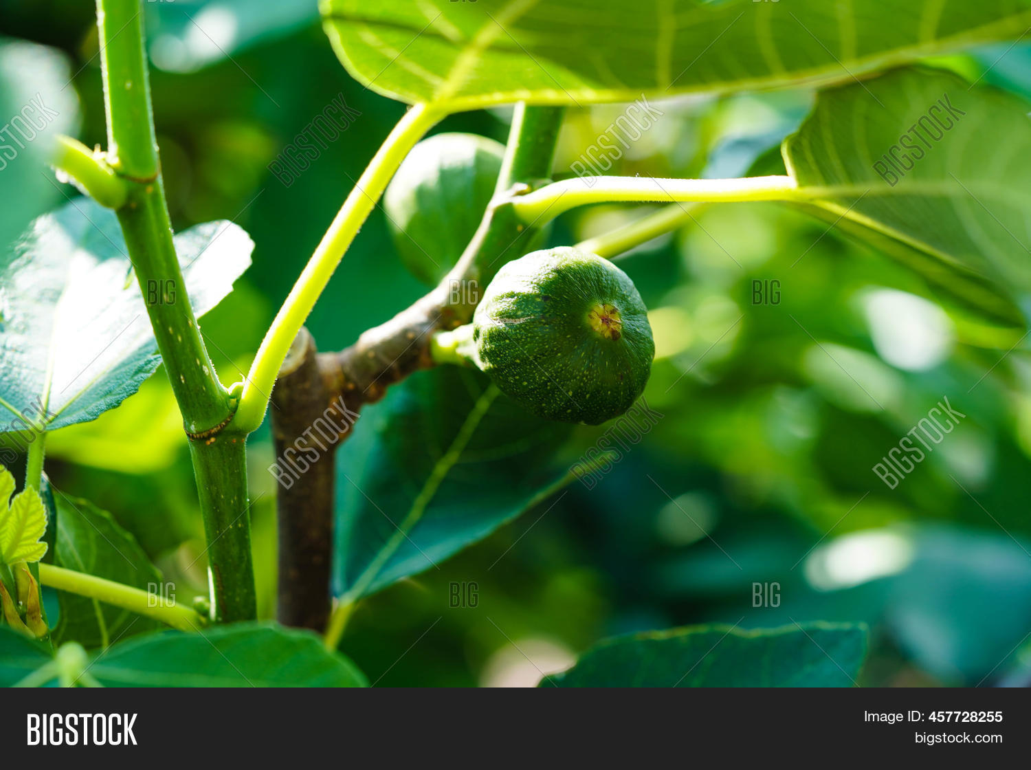 Ficus Carica Fig Tree Image & Photo (Free Trial) | Bigstock