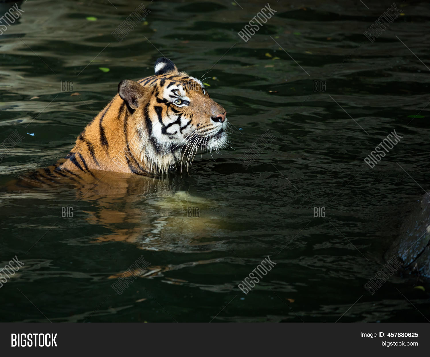 Panthera Yellow Black Image & Photo (Free Trial) | Bigstock