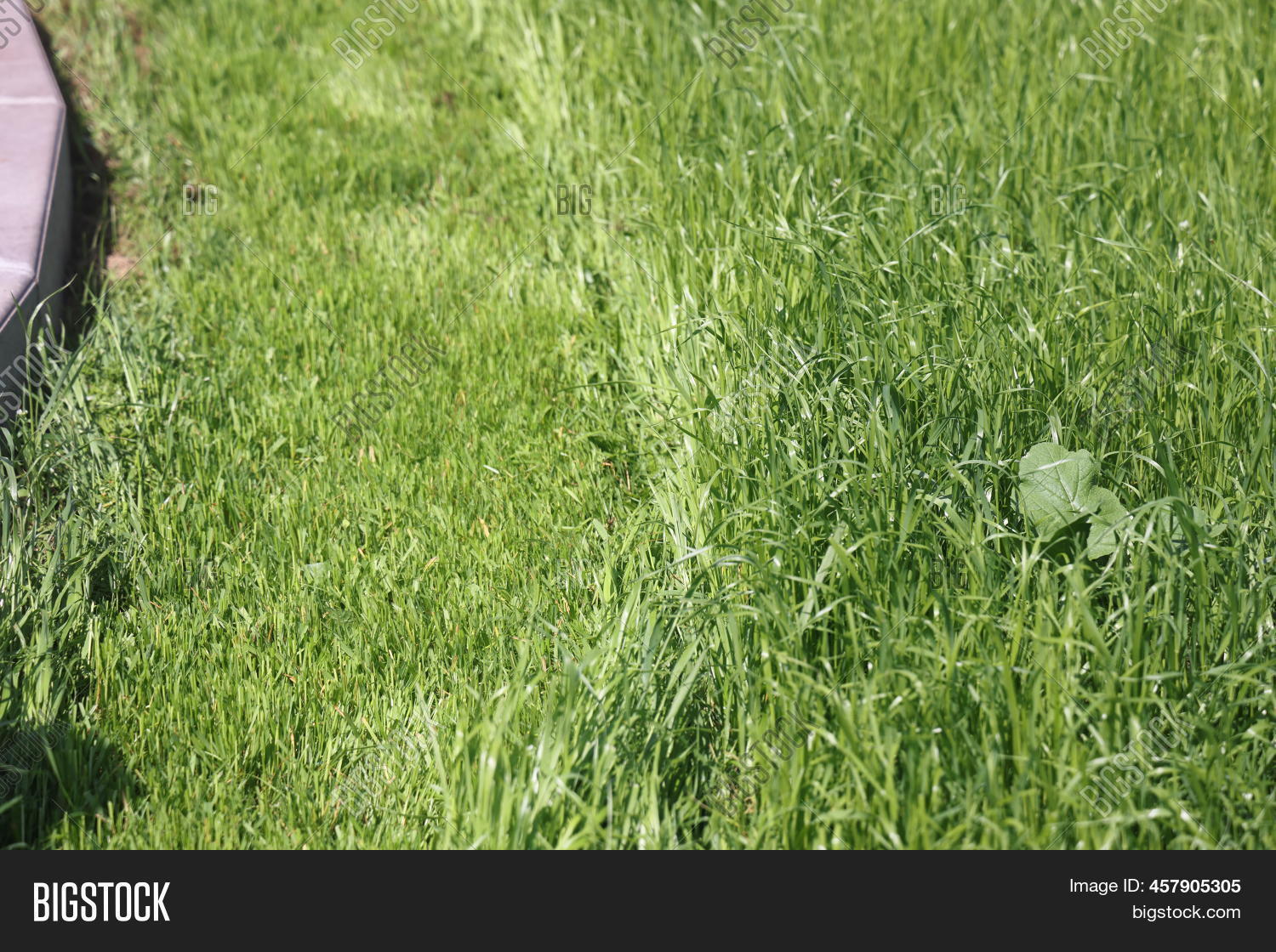 Partially Cut Grass Image & Photo (Free Trial) | Bigstock
