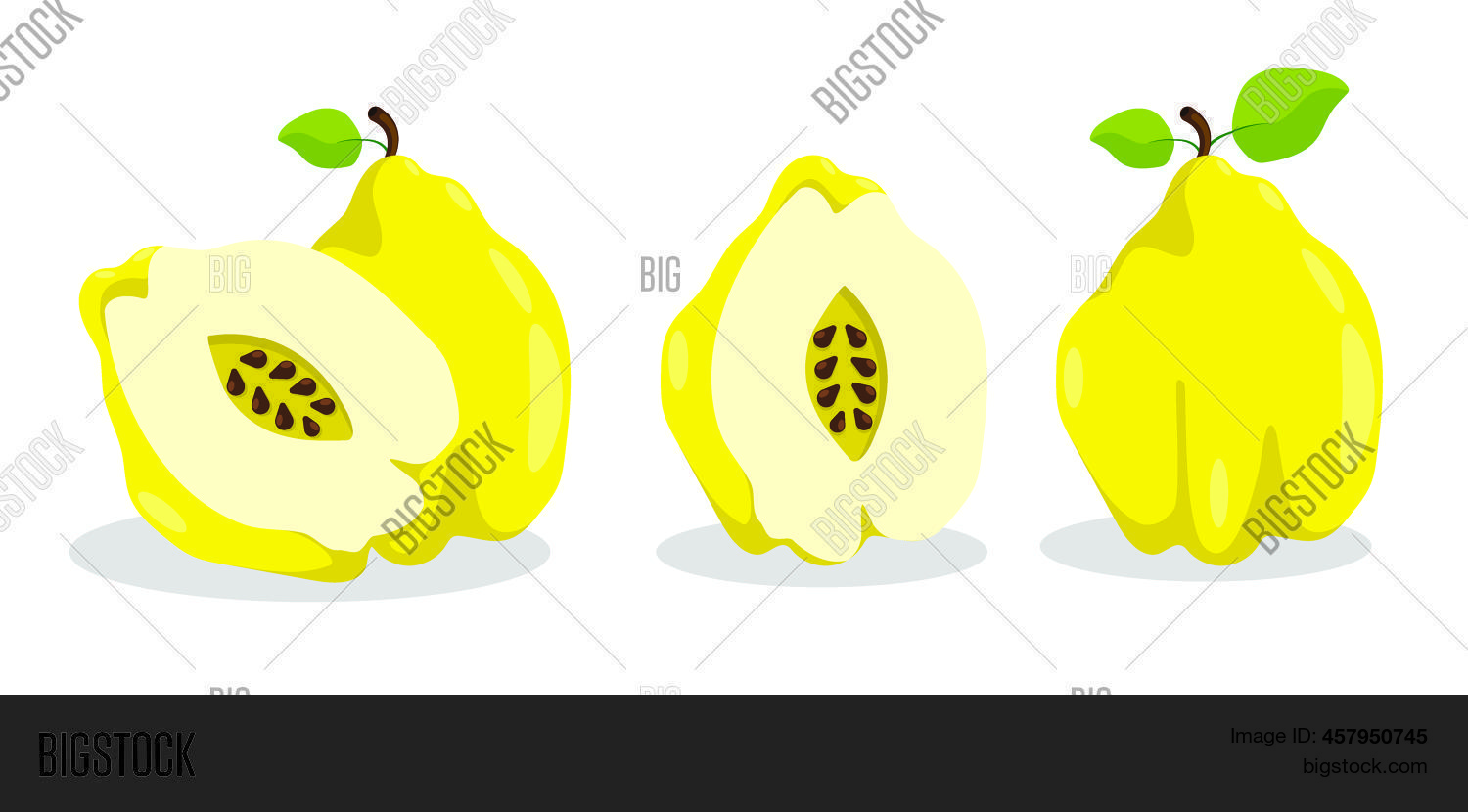 Quince Fruit Whole Vector & Photo (Free Trial) | Bigstock