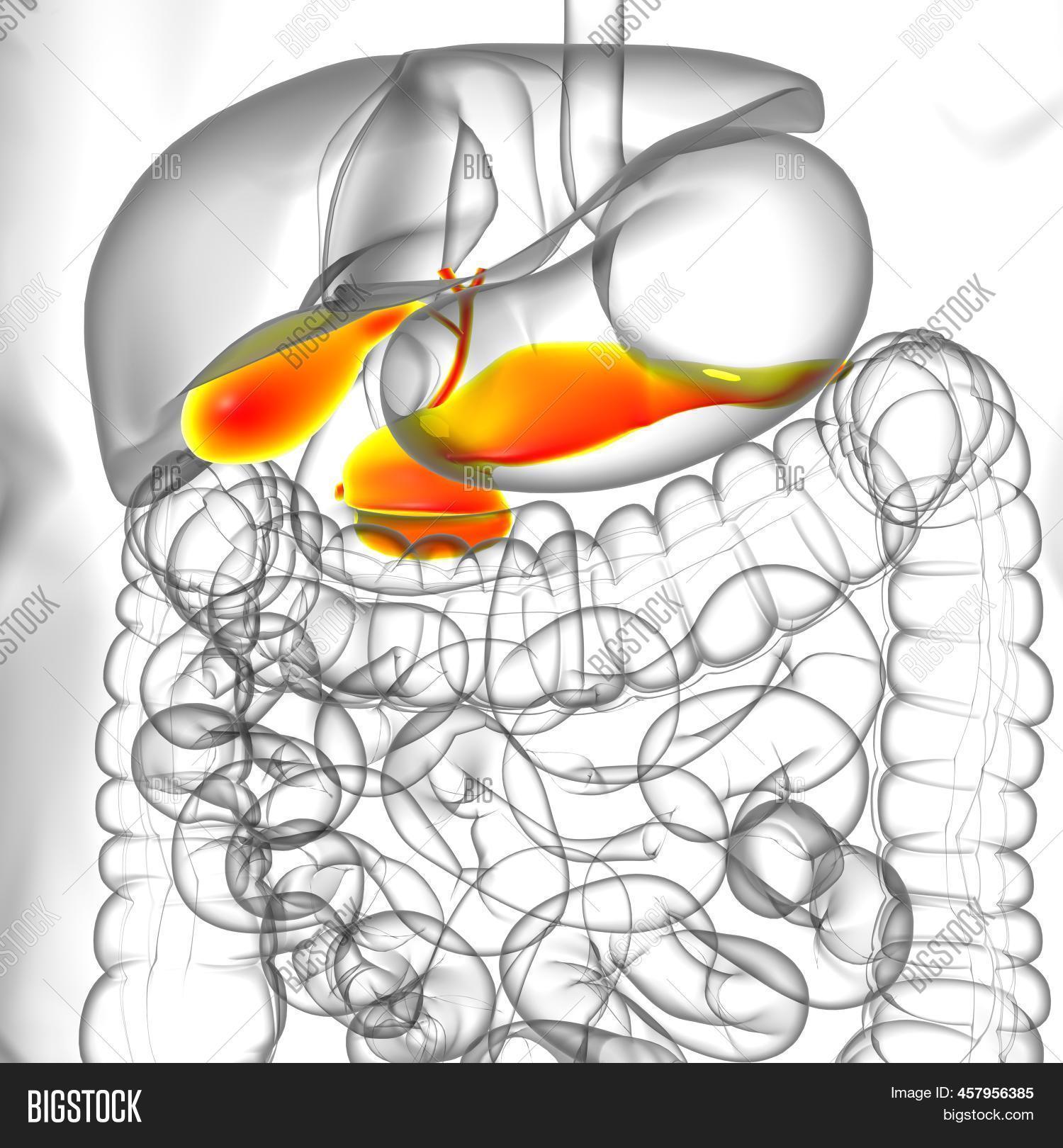 Gall Bladder Human Image & Photo (Free Trial) | Bigstock