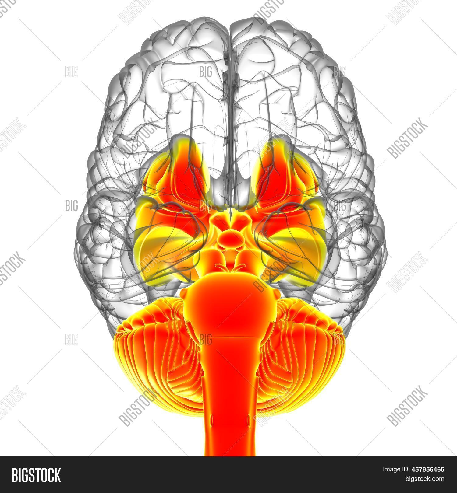 Human Brain Inner Image & Photo (Free Trial) | Bigstock
