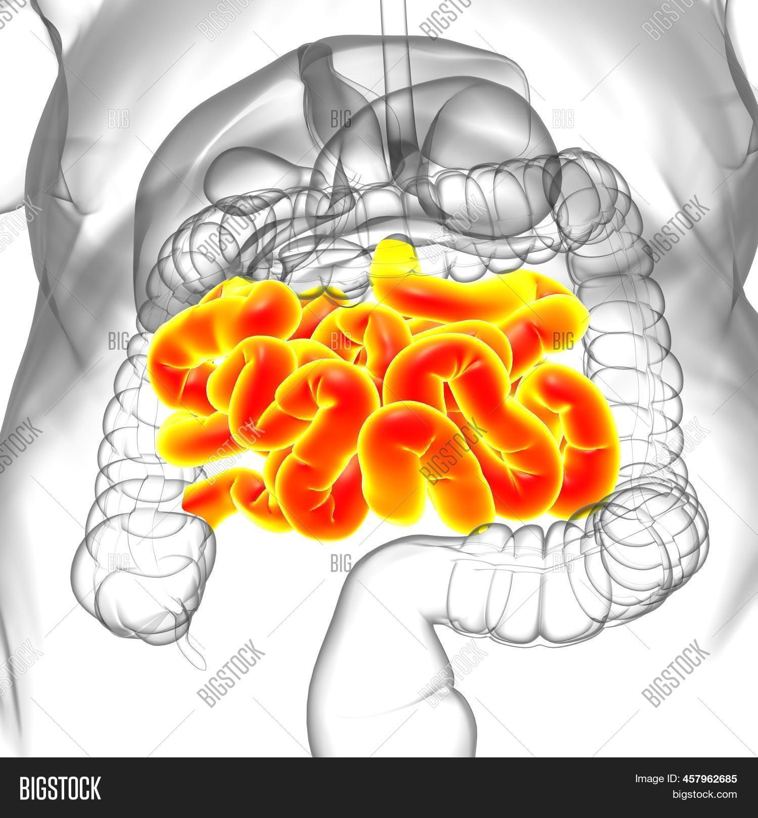 Small Intestine 3D Image & Photo (Free Trial) | Bigstock