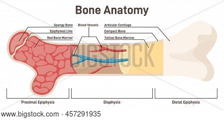 Vector y foto Bone Internal (prueba gratis) | Bigstock
