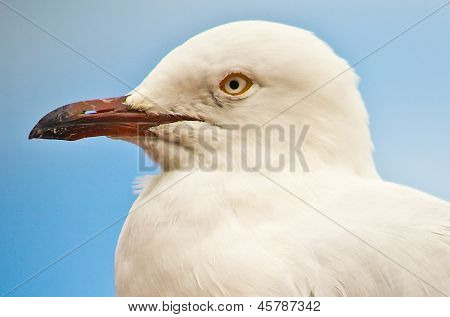 Head Upper Body Image & Photo (Free Trial) | Bigstock