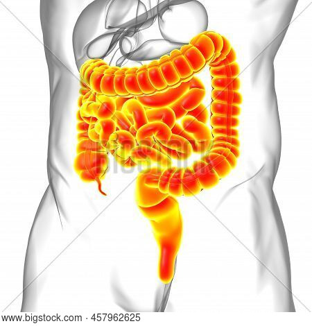 Small Large Intestine Image & Photo (Free Trial) | Bigstock
