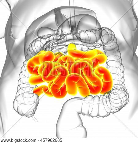 Small Intestine 3D Image & Photo (Free Trial) | Bigstock