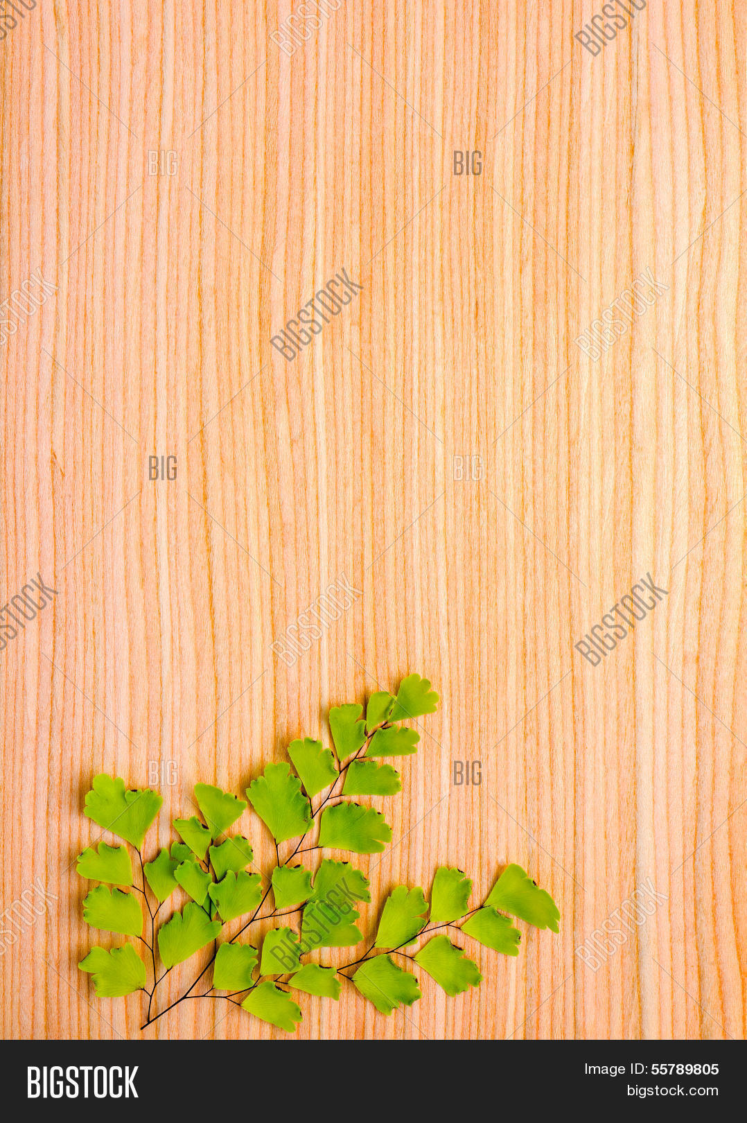 Branch On Wooden Image & Photo (Free Trial) | Bigstock
