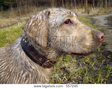 Dirty Labrador Image & Photo (Free Trial) | Bigstock
