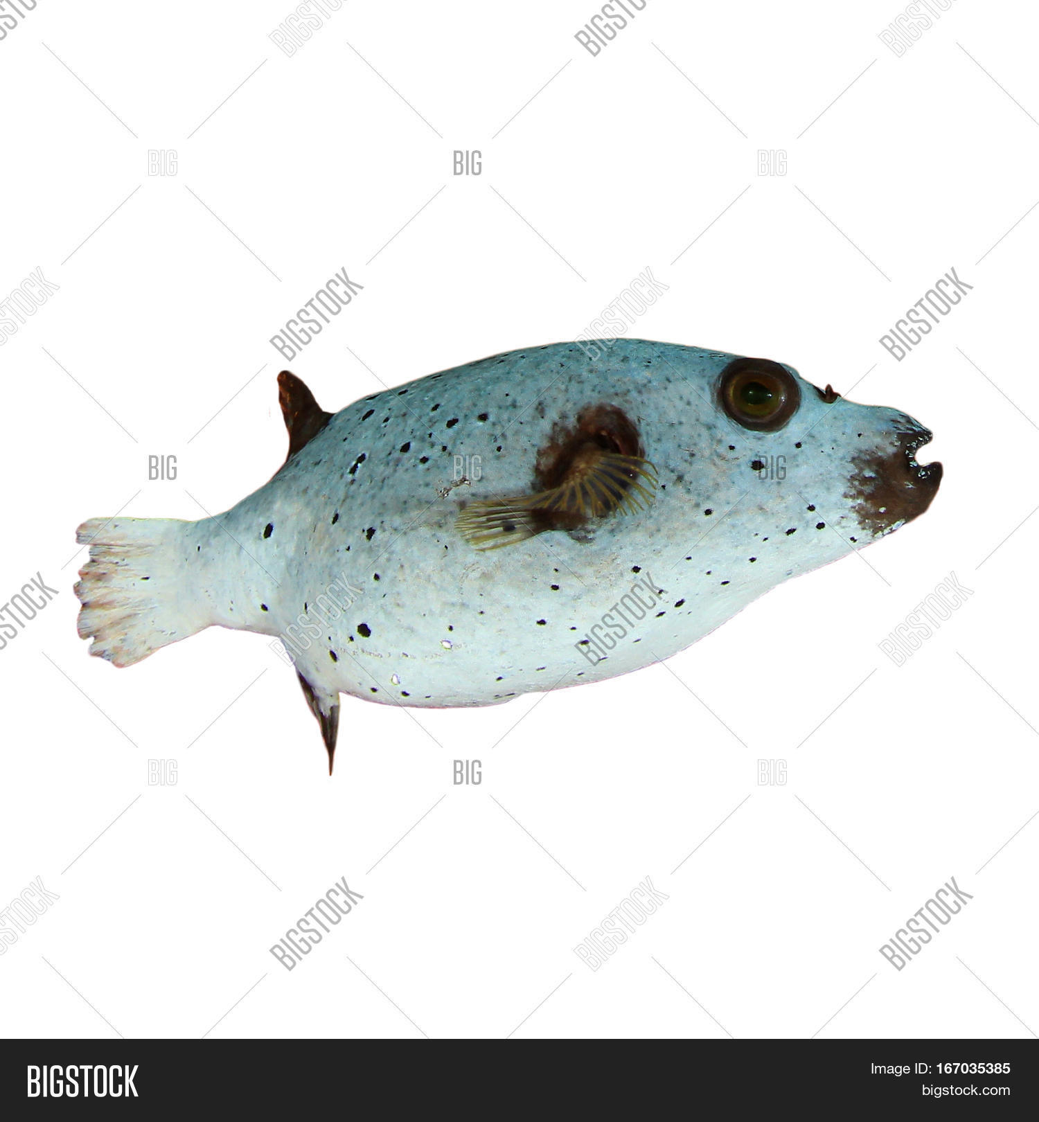 Pufferfish Puffer Fish Image & Photo (Free Trial) | Bigstock