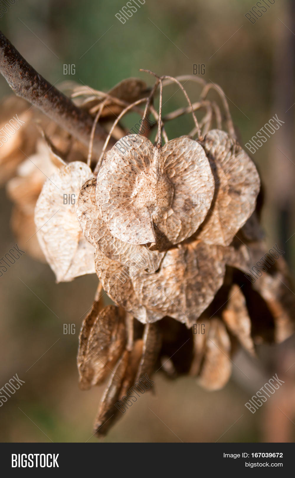 Brown Seed Pods Hang Image & Photo (Free Trial) | Bigstock