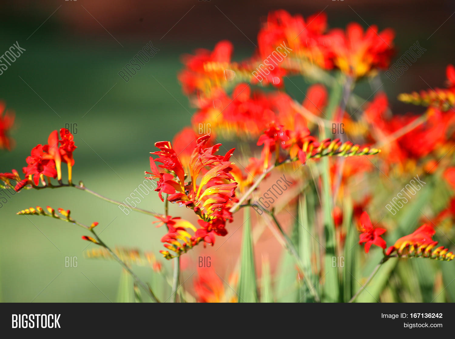 Red Yellow Lucifer Image & Photo (Free Trial) | Bigstock