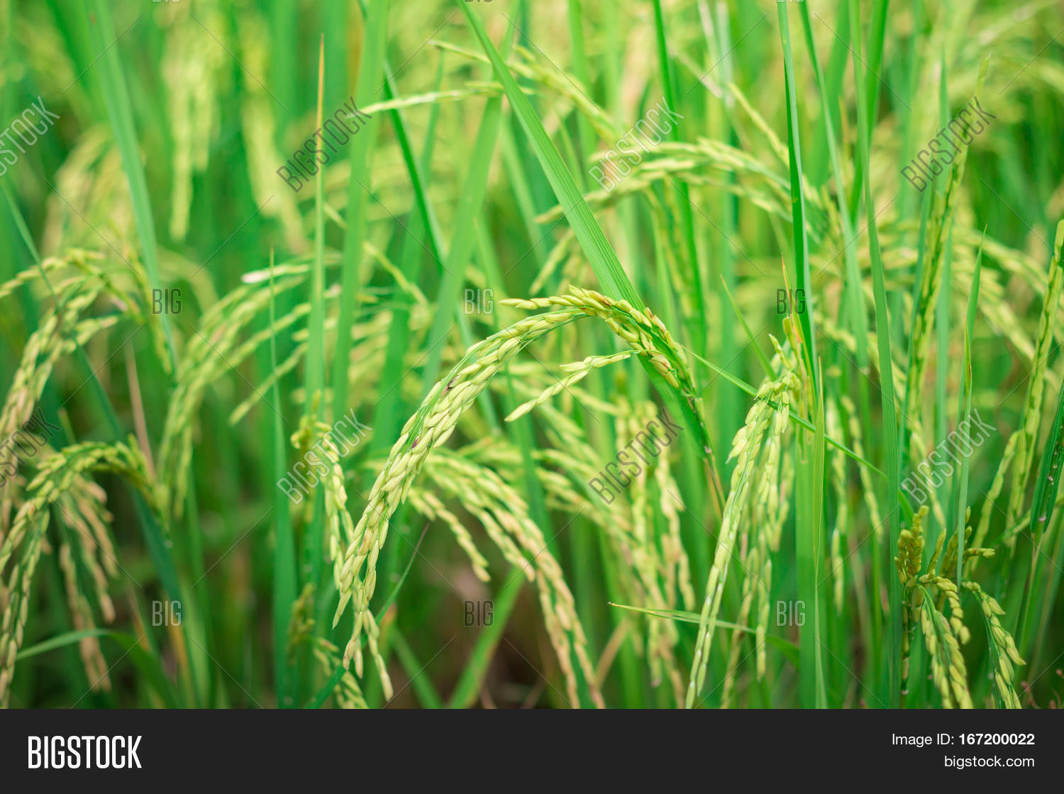 Green Rice Cultivated Image & Photo (Free Trial) | Bigstock