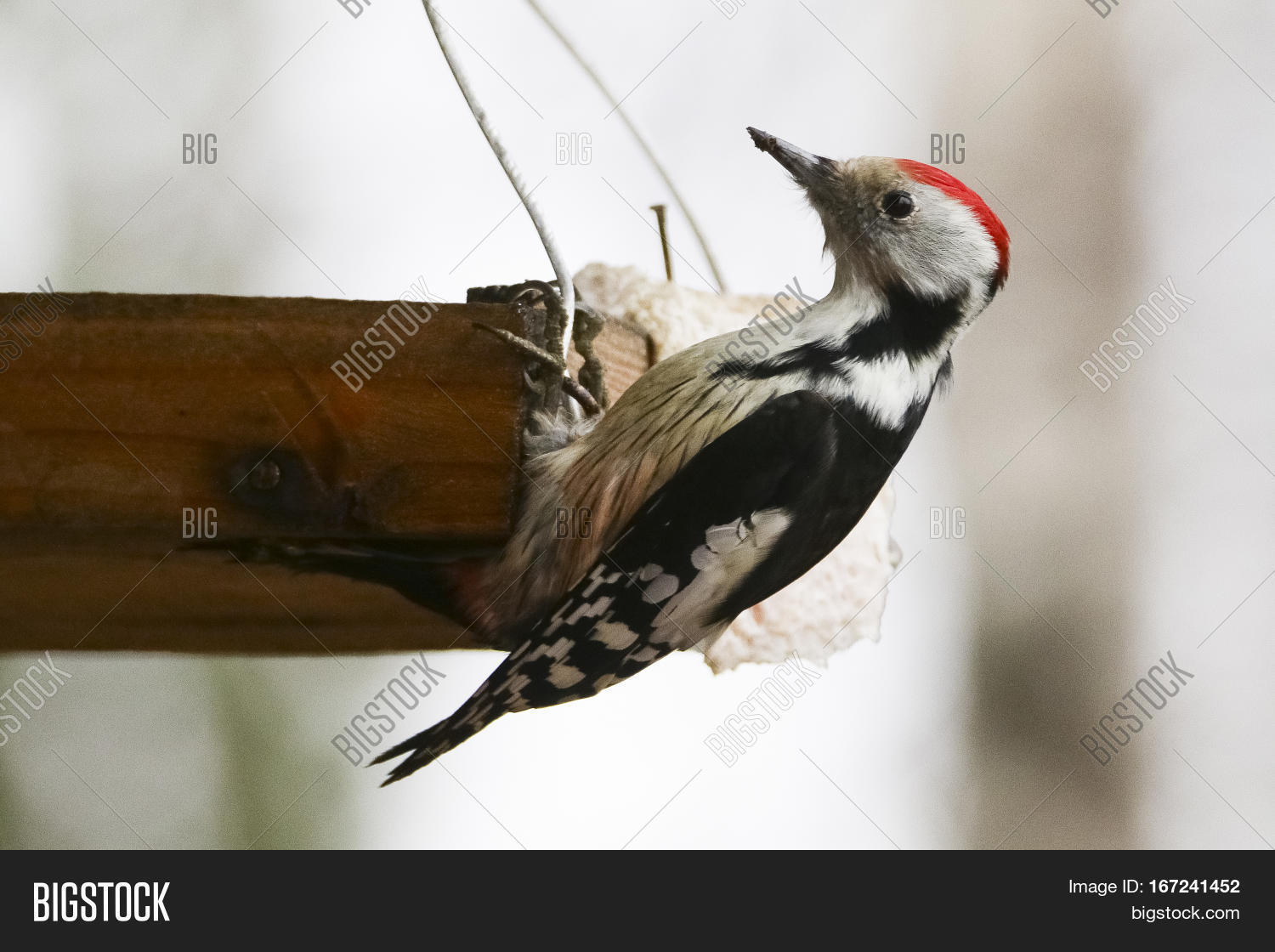 Middle Spotted Image & Photo (Free Trial) | Bigstock