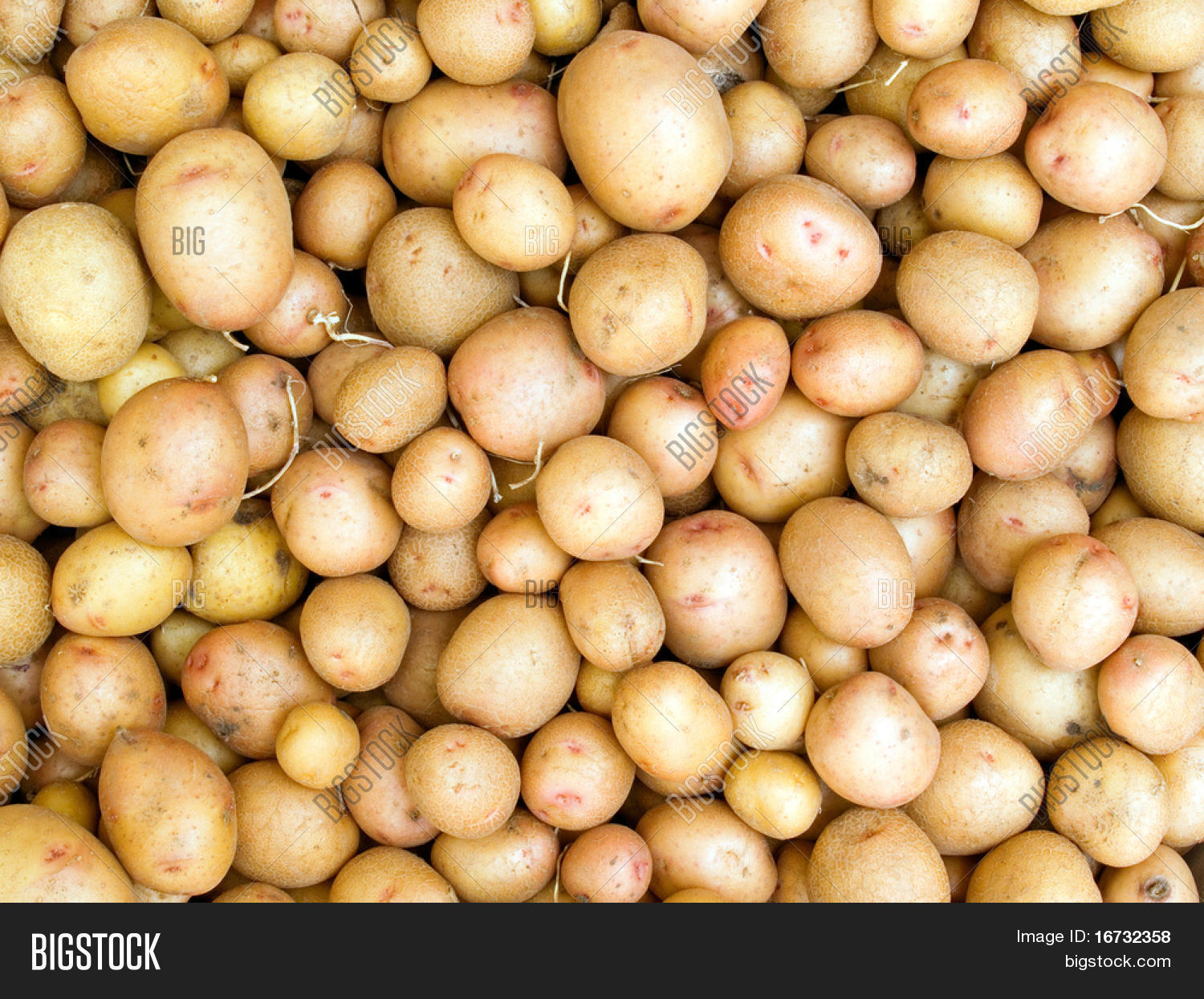 Potatoes Raw Closeup Image & Photo (Free Trial) | Bigstock