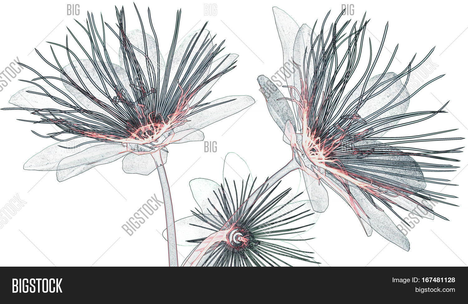 X-ray Image Flower Image & Photo (Free Trial) | Bigstock