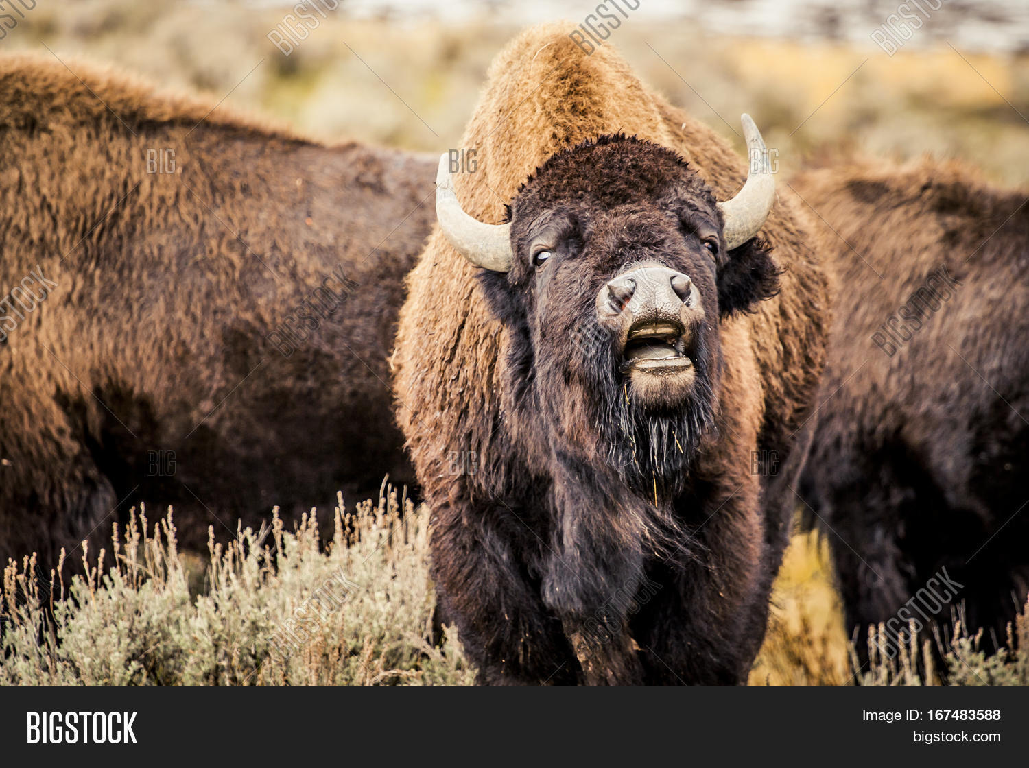 American Bison Image & Photo (Free Trial) | Bigstock