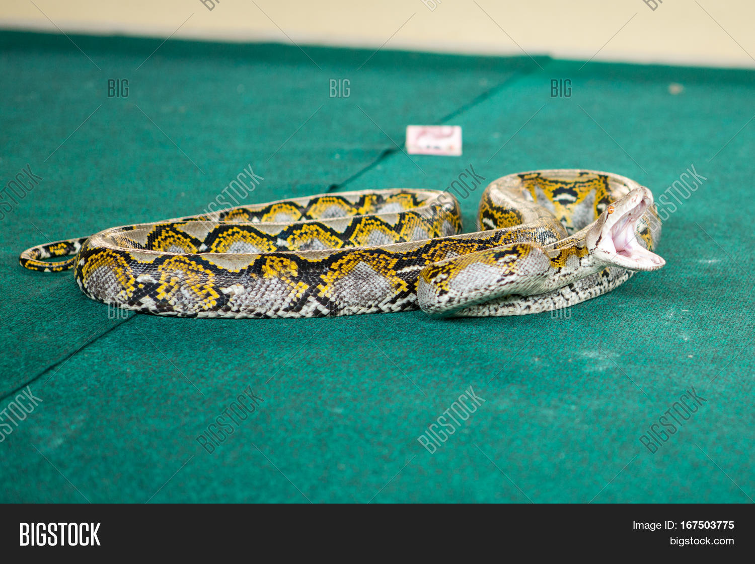 Pattaya Thailand Show Image & Photo (Free Trial) | Bigstock