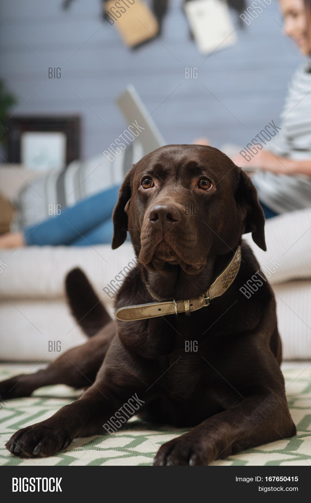 Always On Guard. Image & Photo (Free Trial) | Bigstock