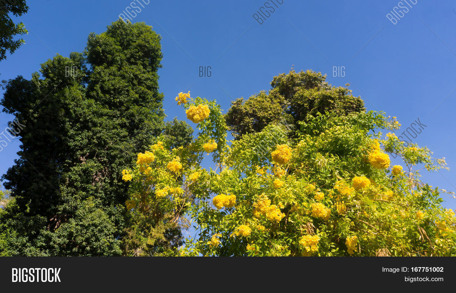 Beautiful Uncommon Image & Photo (Free Trial) | Bigstock