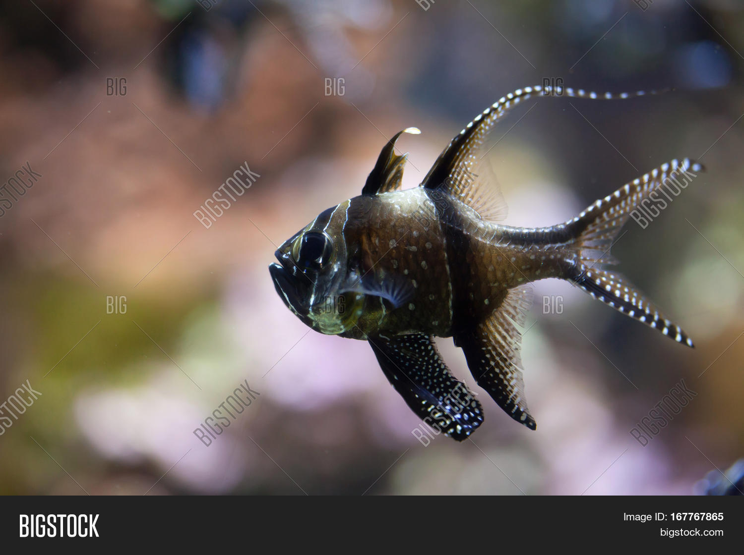 Banggai Cardinalfish ( Image & Photo (Free Trial) | Bigstock