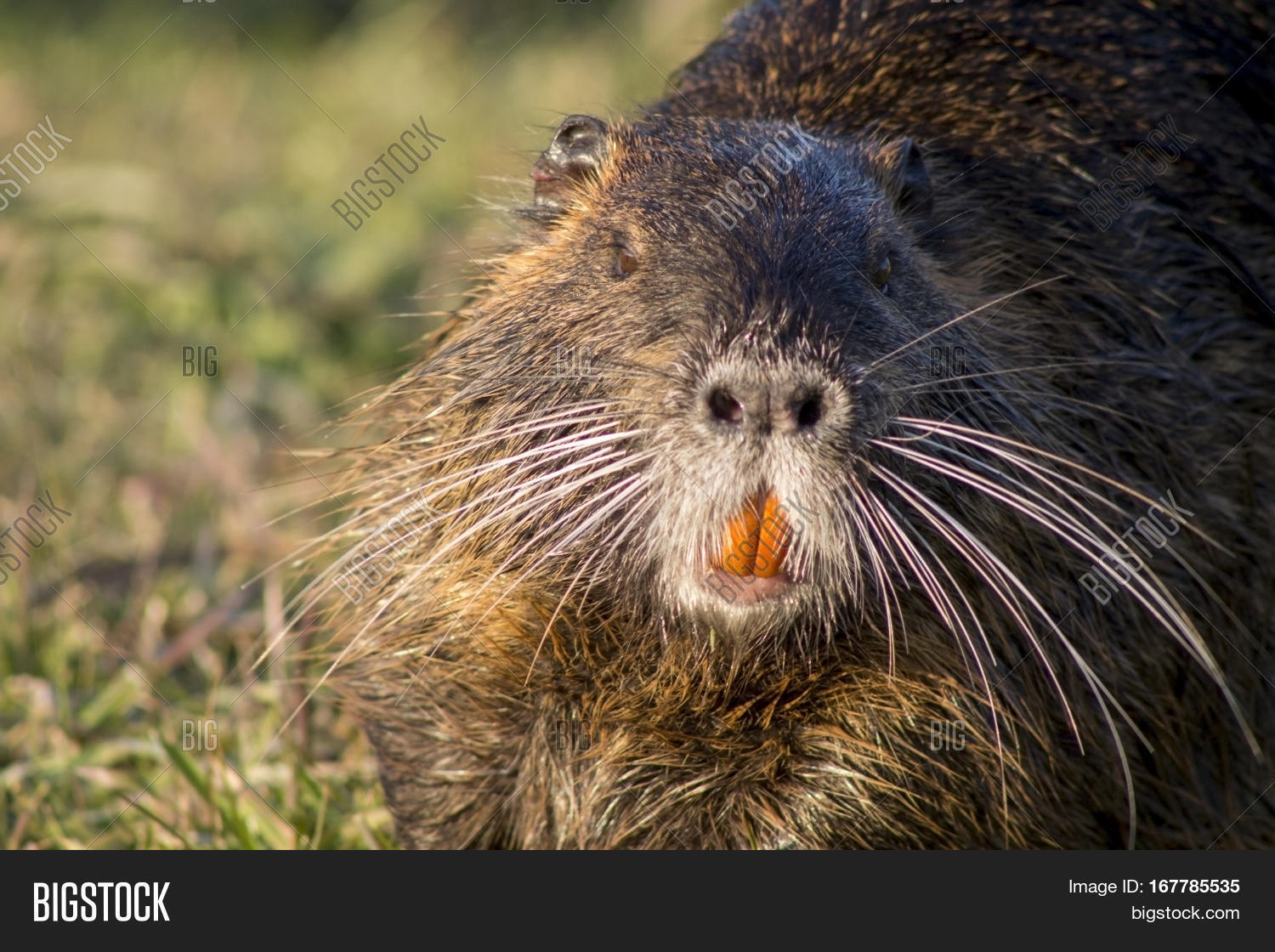 Close Photo Nutria Image & Photo (Free Trial) | Bigstock