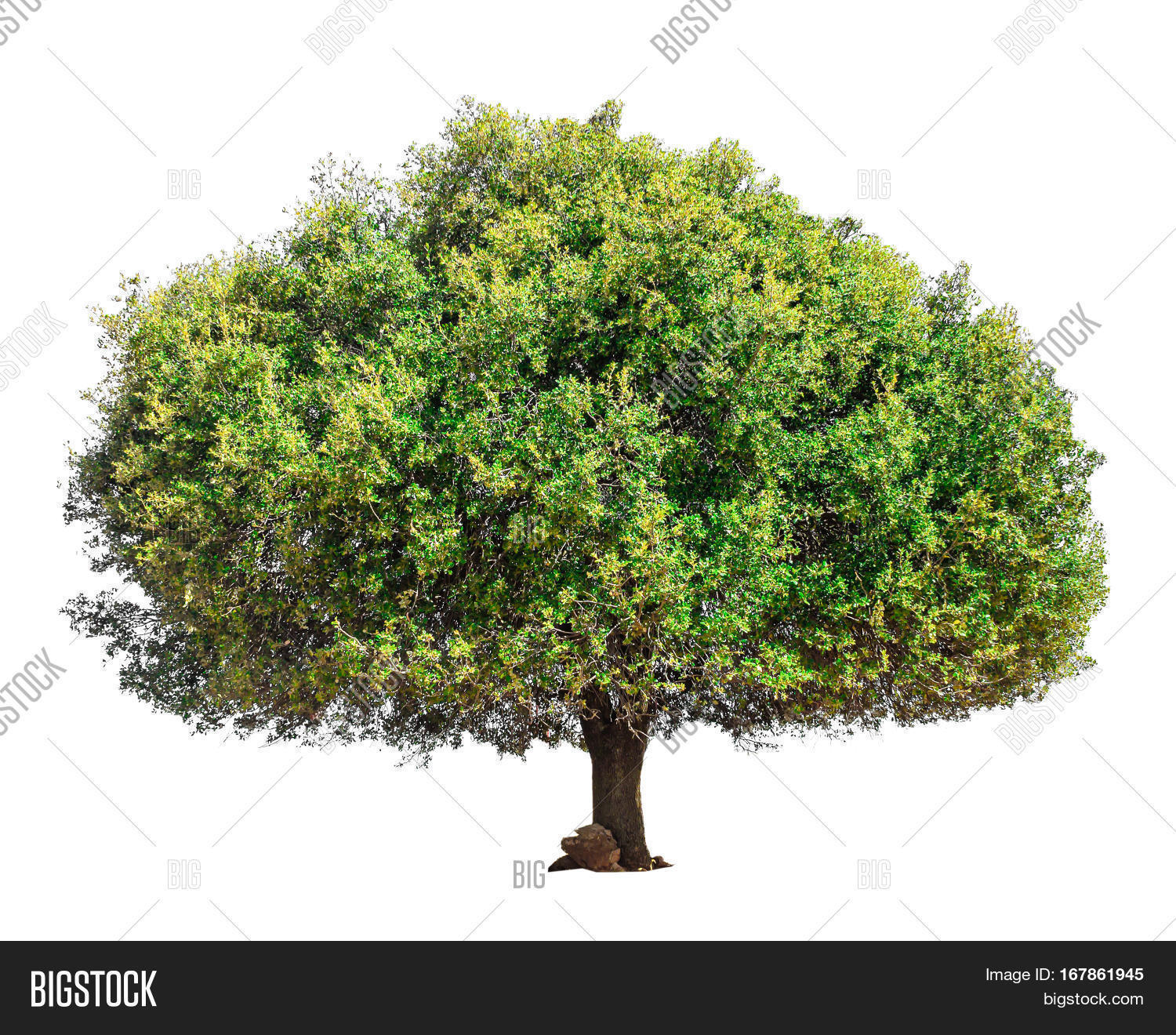Argan Tree Morocco. Image & Photo (Free Trial) | Bigstock