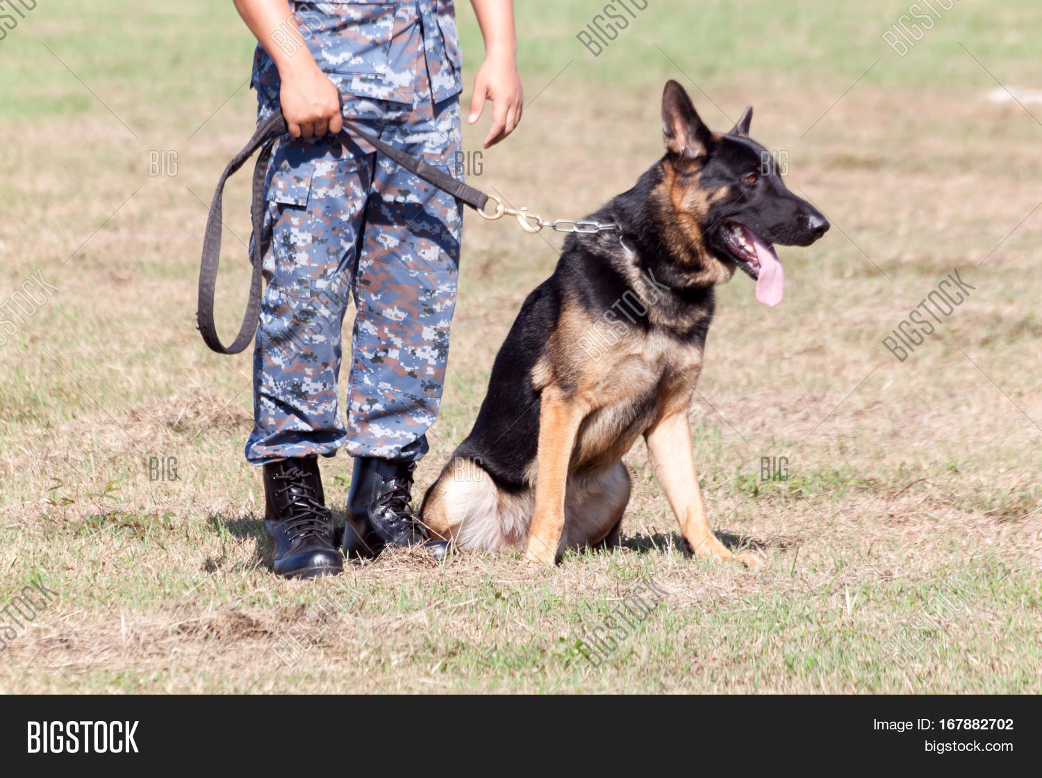 Soldiers K-9 Dog Unit Image & Photo (Free Trial) | Bigstock