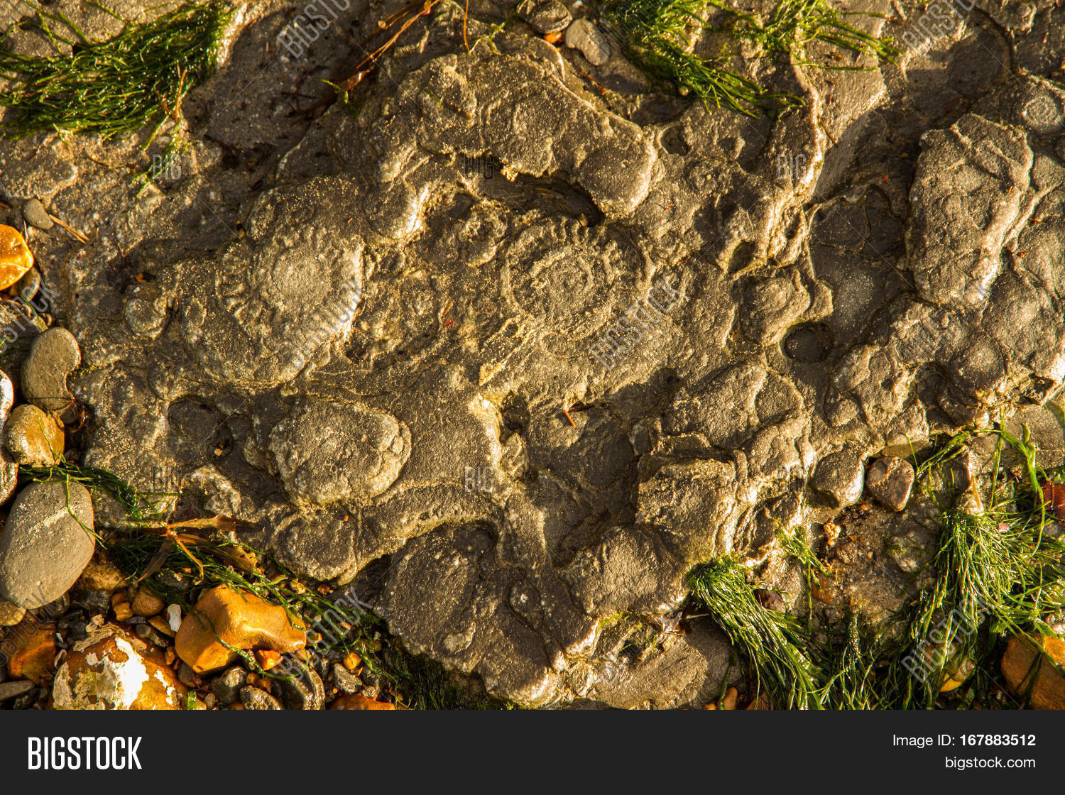 Bedrock By Sea Remains Image & Photo (Free Trial) | Bigstock