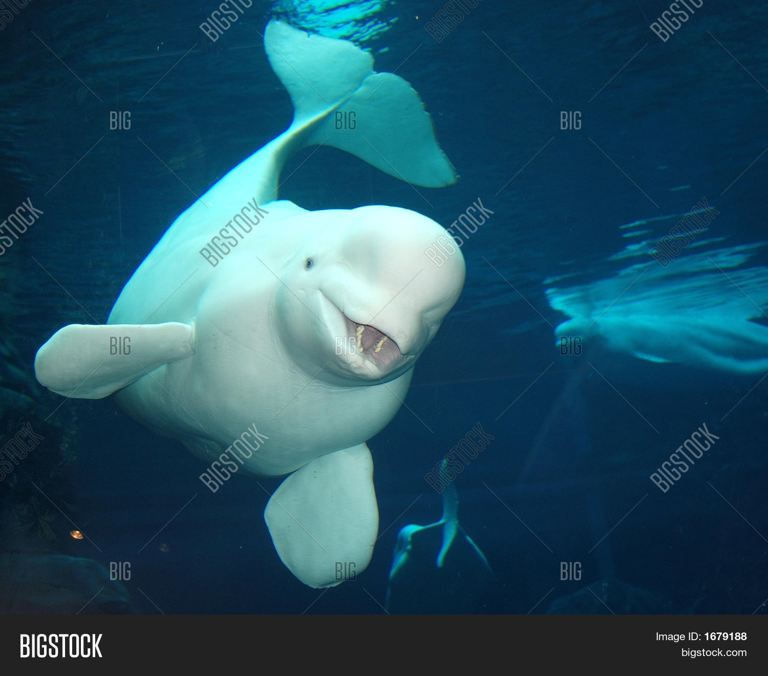 Baluga Whale Image & Photo (Free Trial) | Bigstock