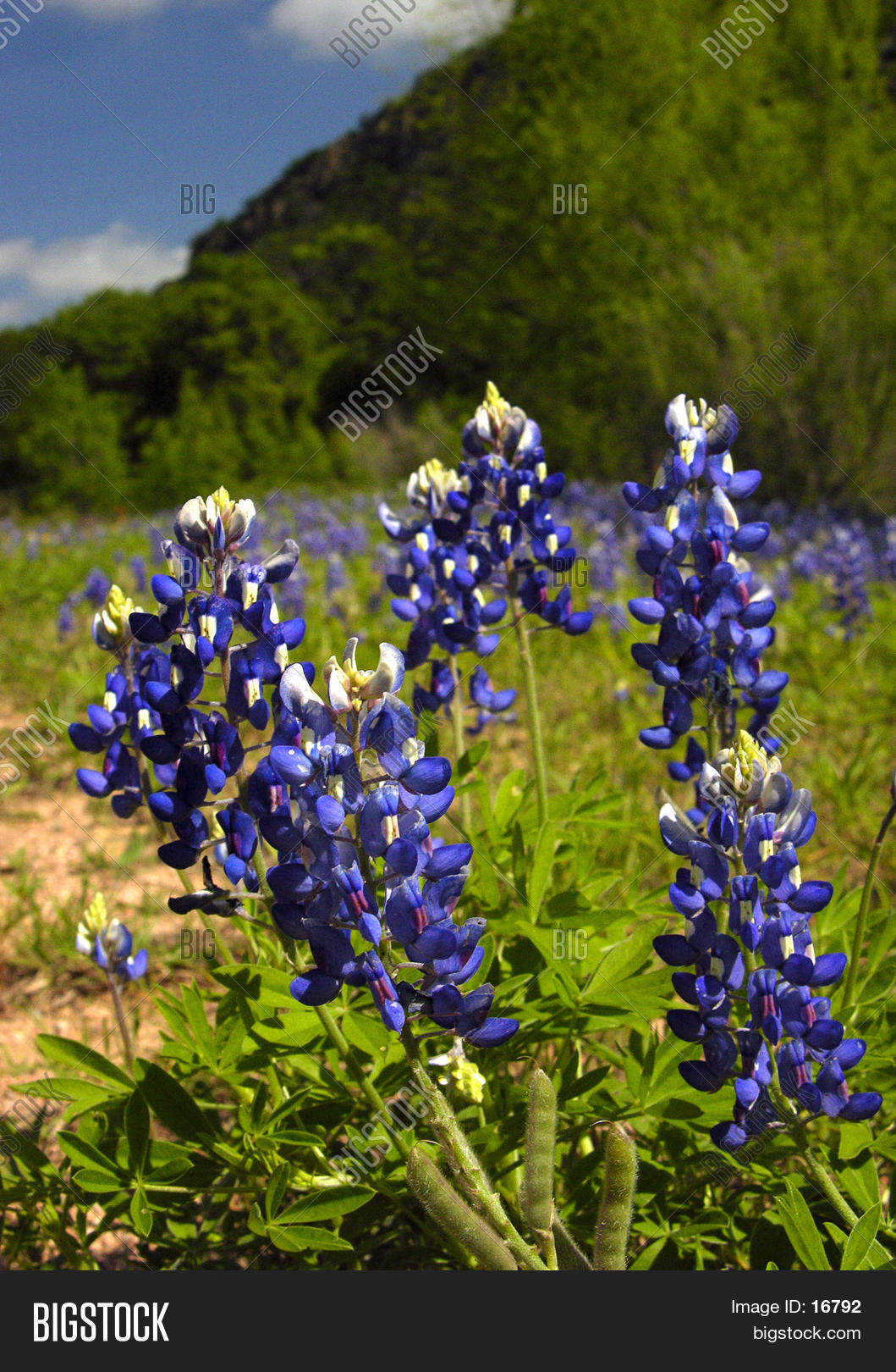 Valley Bluebonnets Image & Photo (Free Trial) | Bigstock