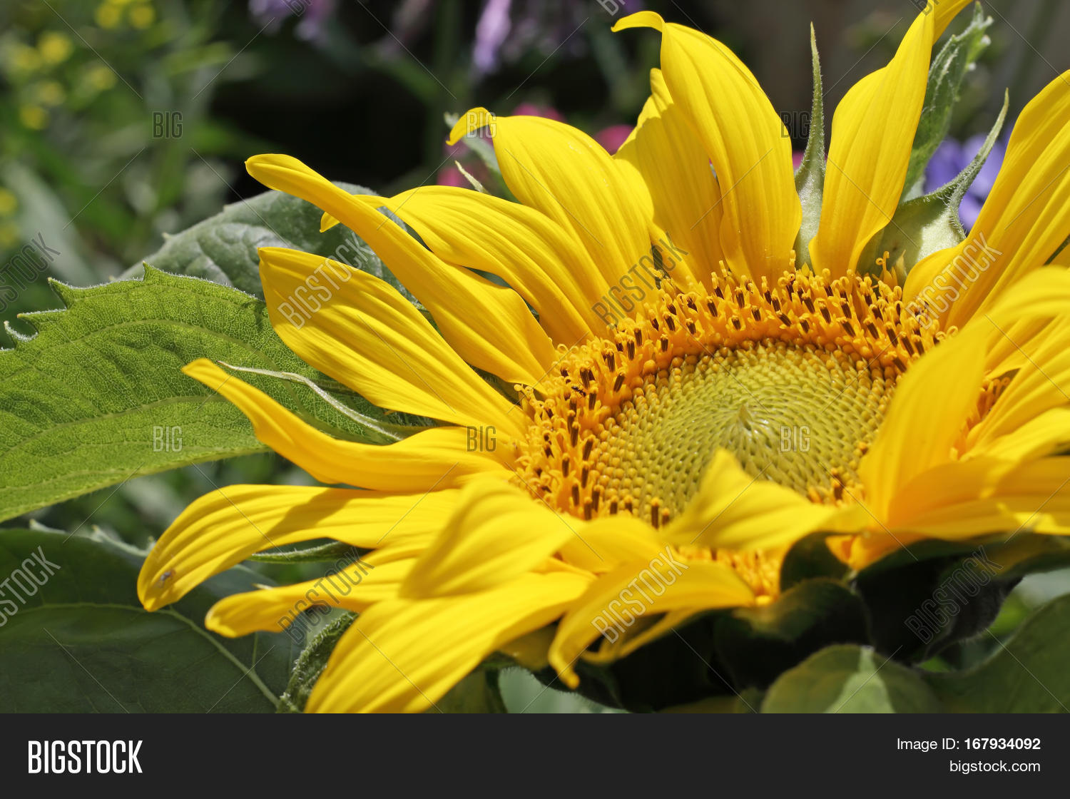 Single Sun Flower Image & Photo (Free Trial) | Bigstock
