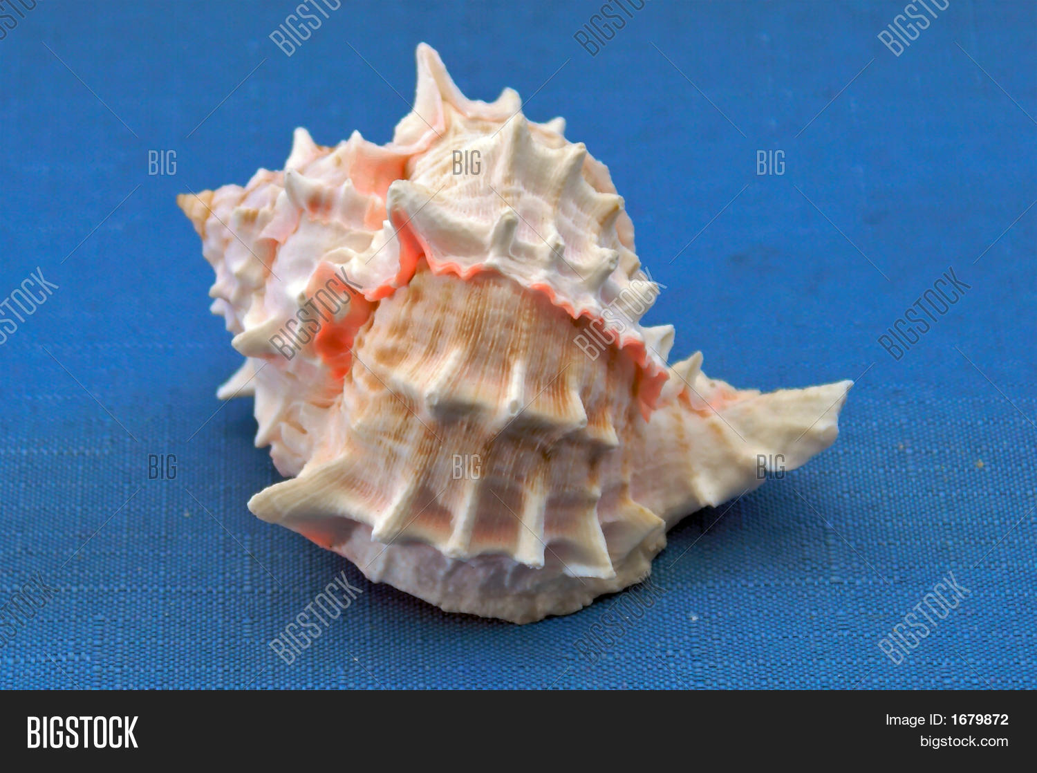 Spiked Conch Shell Image & Photo | Bigstock
