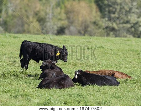 Herd Black Angus Image & Photo (Free Trial) | Bigstock